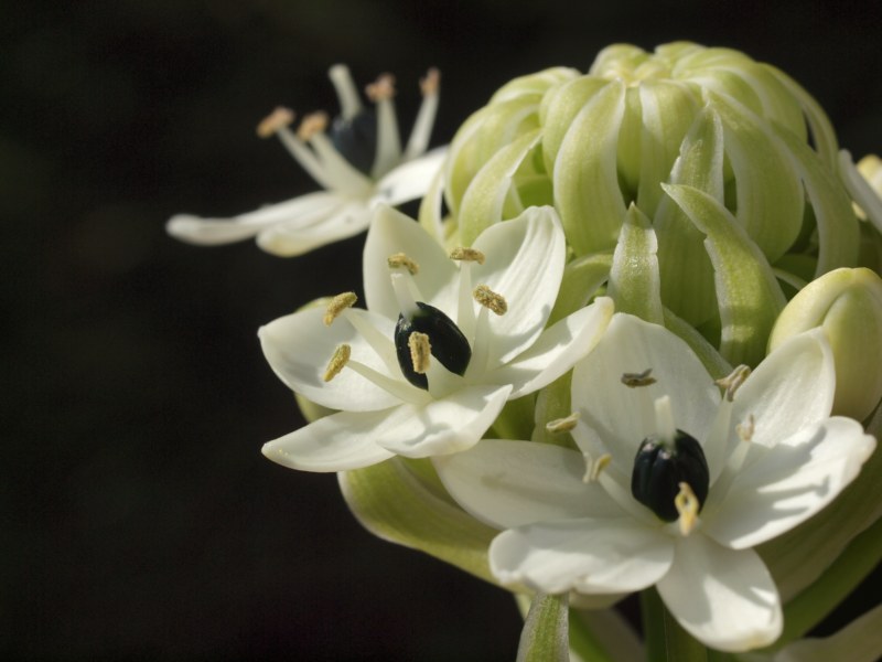 Marjon's fotoblog: tuintje, slakjes en kolibrievlinder